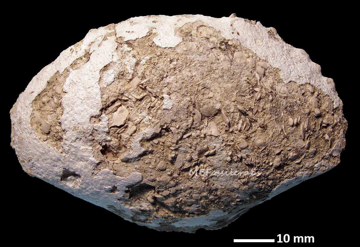 MB fossil crabs