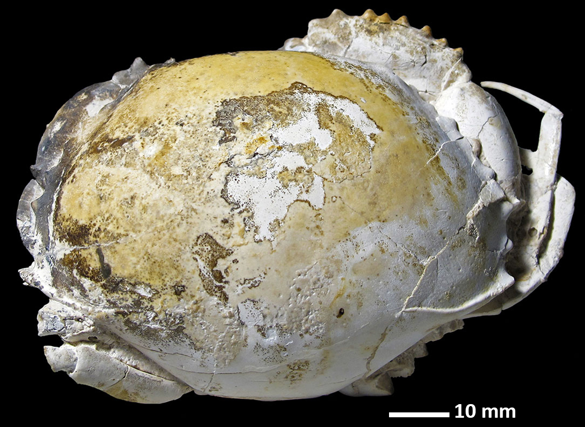 MB fossil crabs