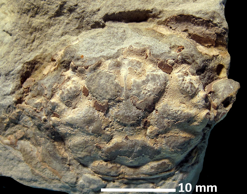 MB fossil crabs