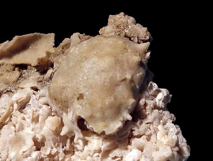 Majoidea by MB fossil crabs