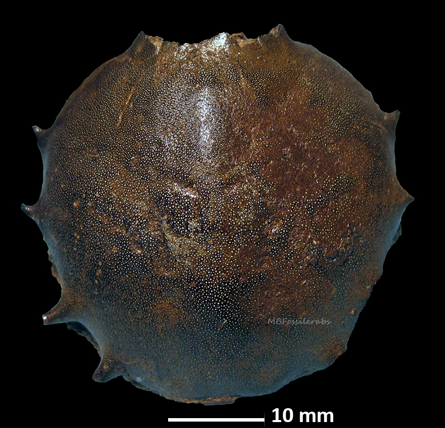 PALAEOCORYSTOIDEA by MB fossil crabs