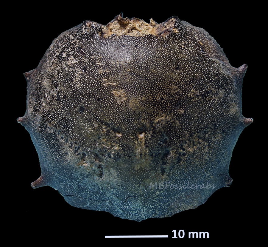 PALAEOCORYSTOIDEA by MB fossil crabs