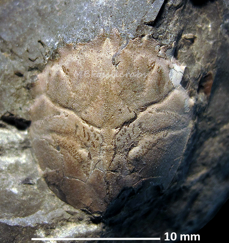 PALAEOCORYSTOIDEA by MB fossil crabs