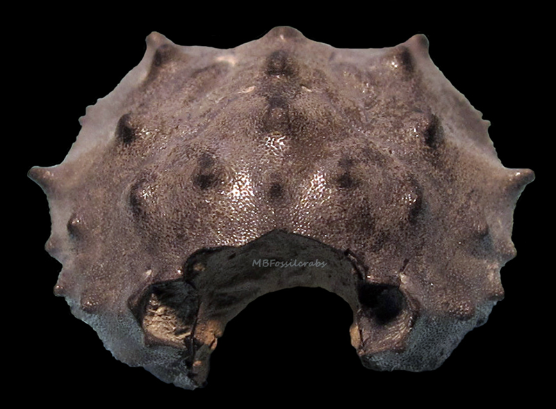 PALAEOCORYSTOIDEA by MB fossil crabs