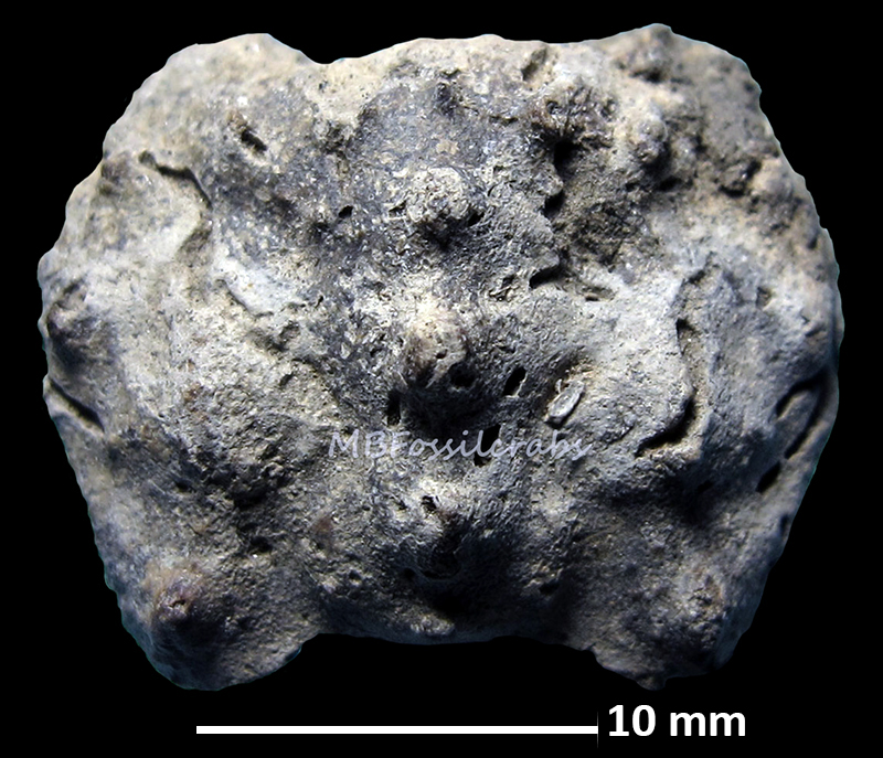 PALAEOCORYSTOIDEA by MB fossil crabs