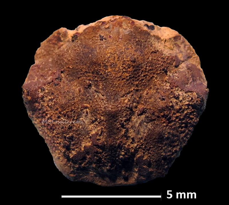 PALAEOCORYSTOIDEA by MB fossil crabs